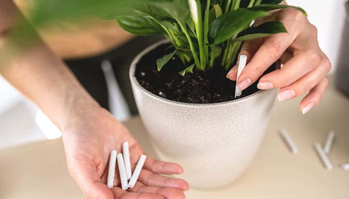 Best Fertilizer For Blooming Peace Lily (+Ideal Ratios And Feeding Tips ...
