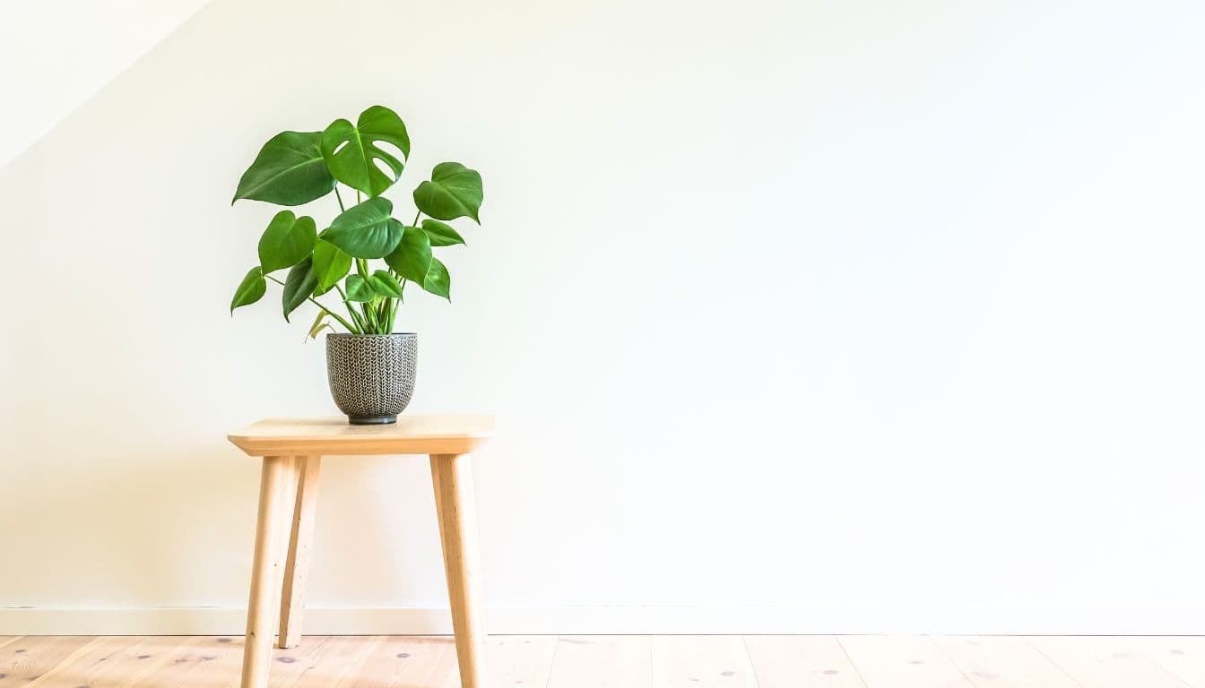 Where To Place A Monstera Plant? (Tips & Factors Deciding Placement ...