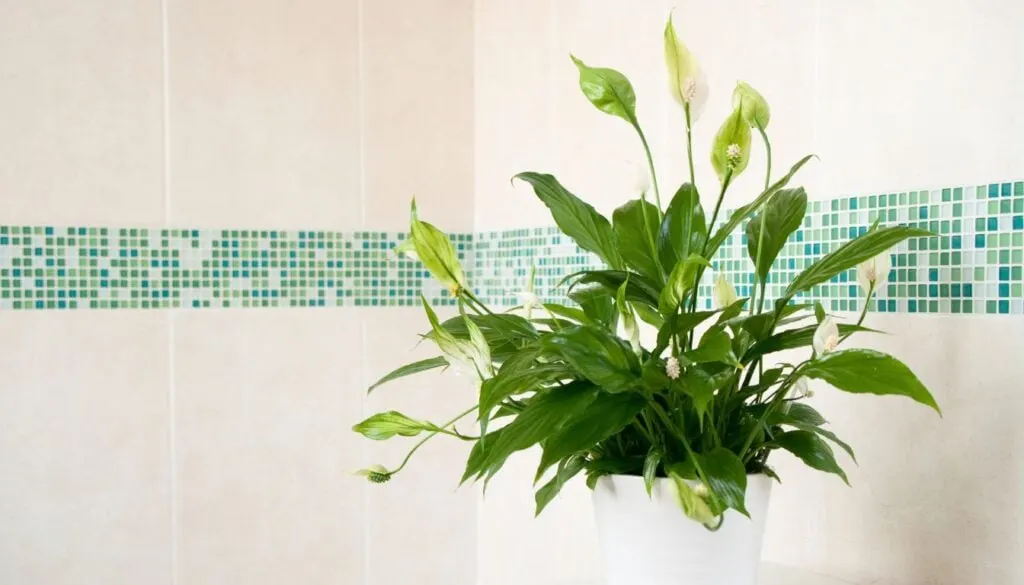 4 Reasons Why Your Peace Lily Flower Turned Green? » Simplify Plants