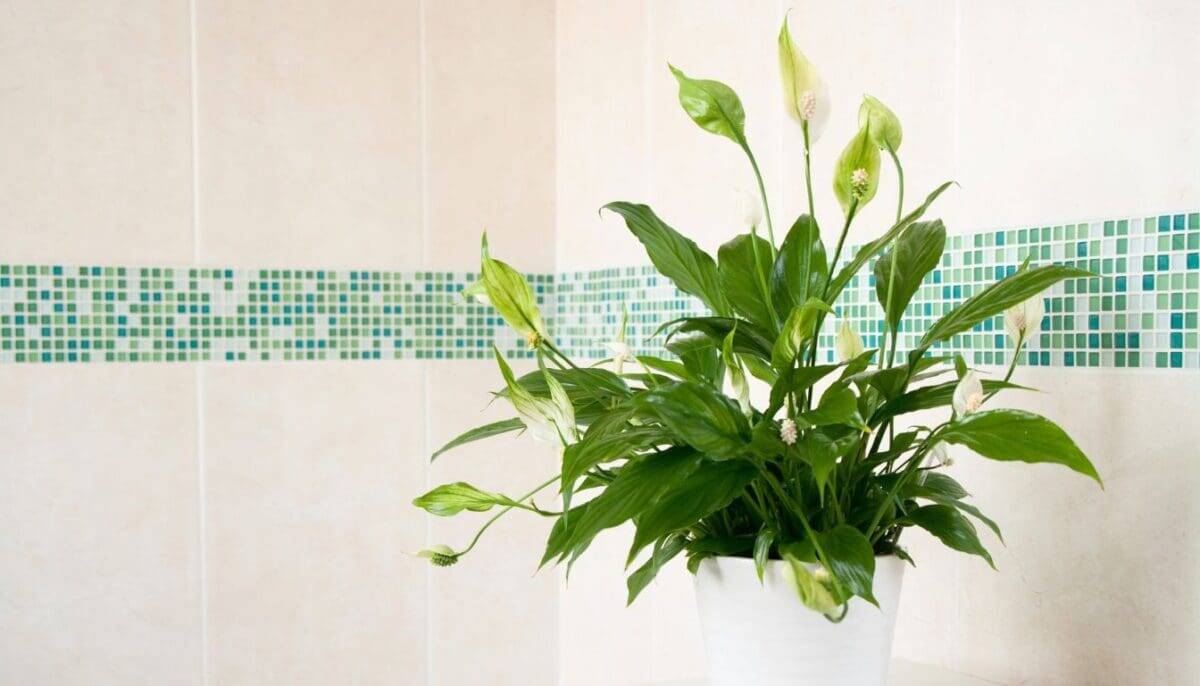 11 Plants That Thrive In Shower Caddies » Simplify Plants