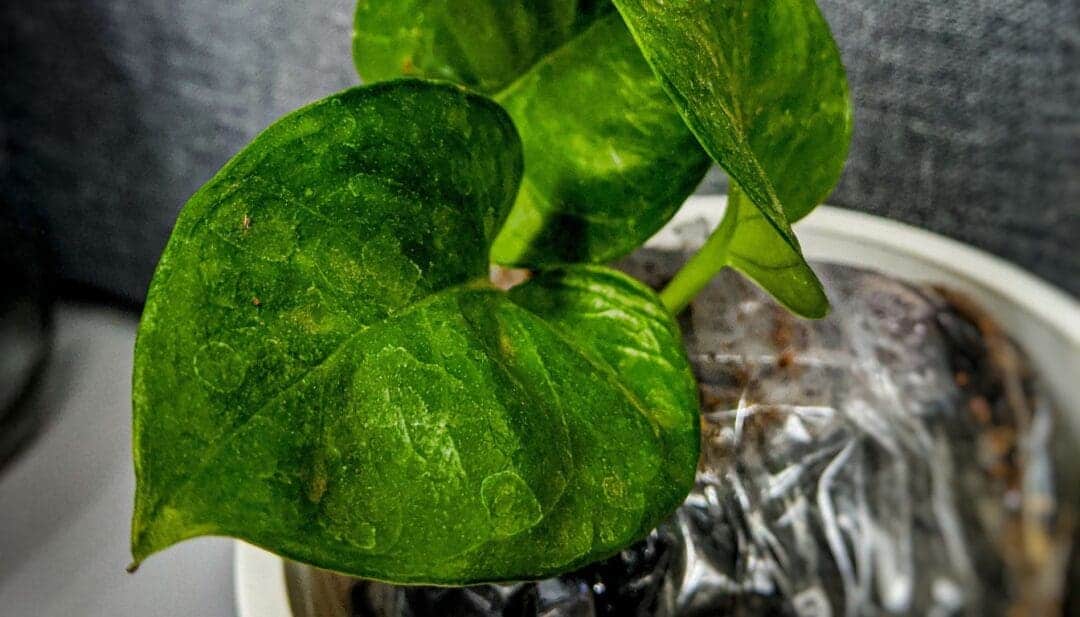How Fast Do Pothos Grow? (+How To Grow Them, Bushy And Long) » Simplify ...