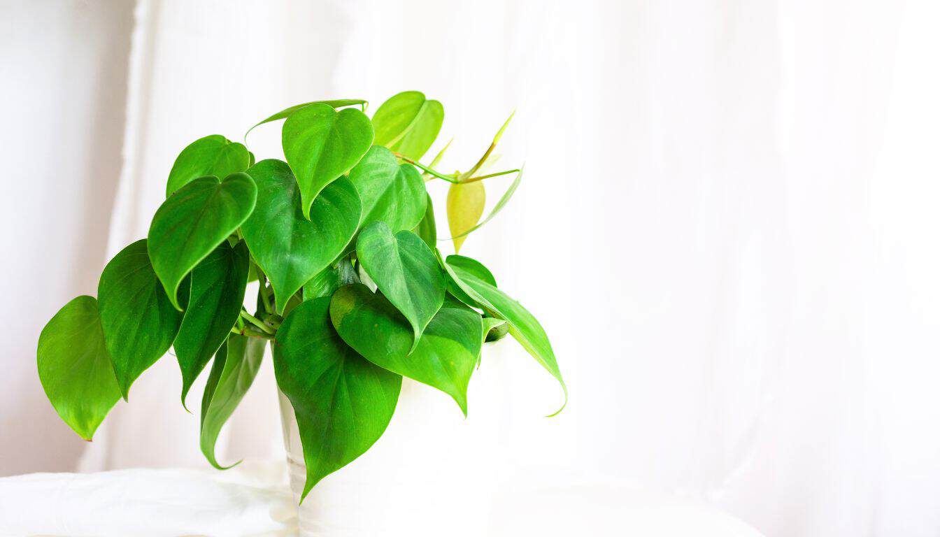 Philodendron Light Requirements: Direct Sun, Low Light Or Shade ...
