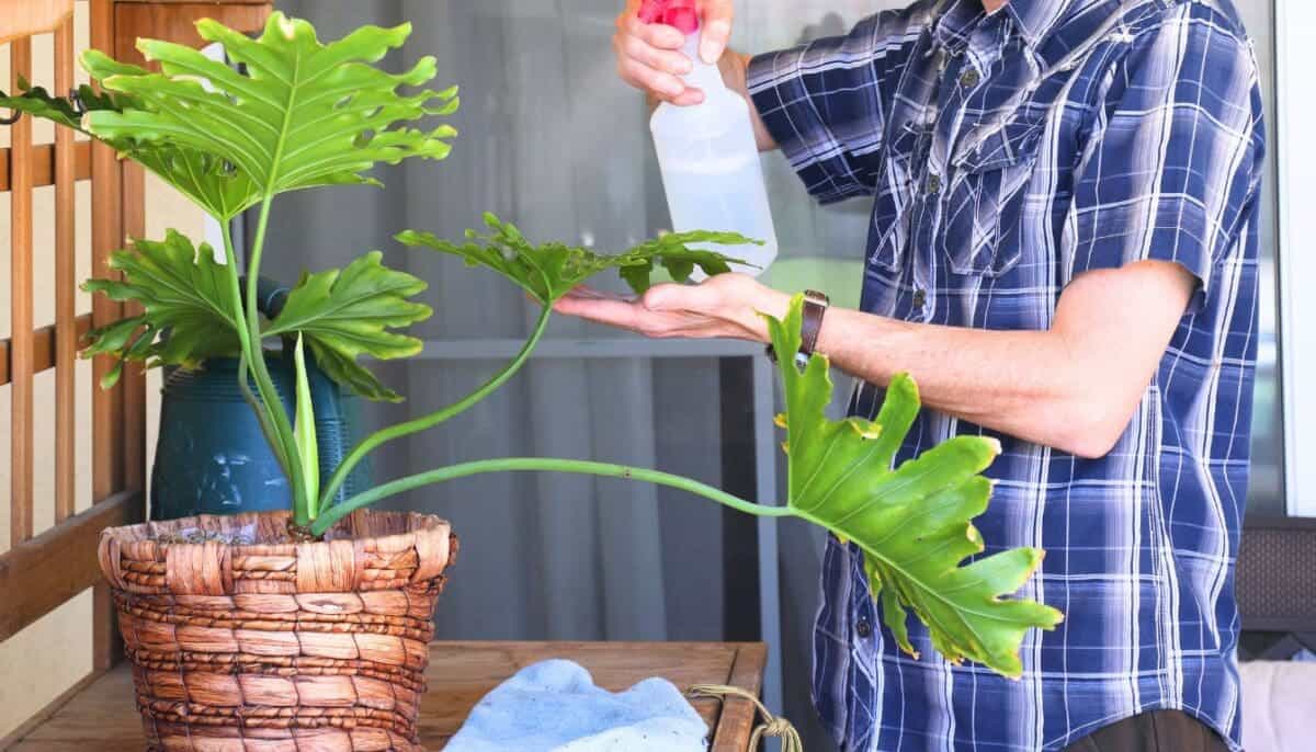 9 Best Natural Leaf Shine Alternatives For Healthy, Happy Plants ...