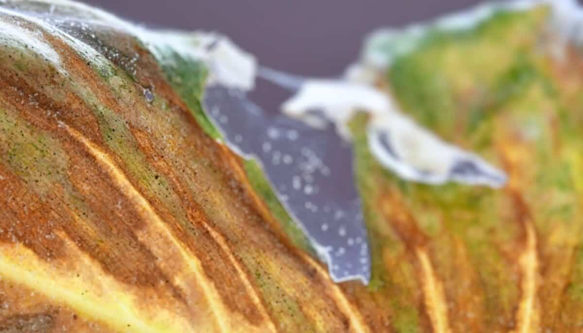 Schefflera Pest Problems: Common Pests & Diseases+How To Fix » Simplify ...