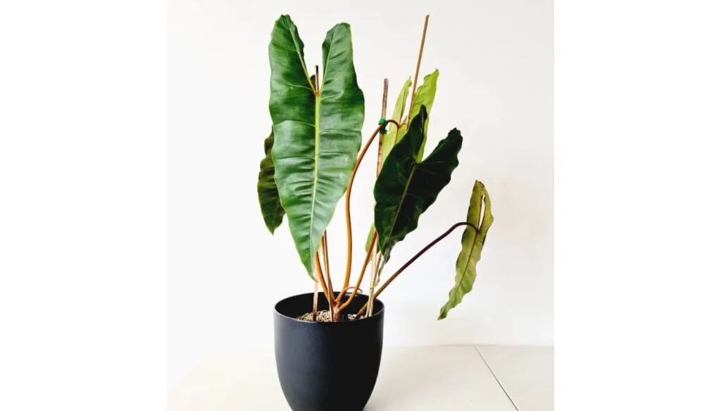 How To Care For Philodendron? (Ultimate Care Guide) » Simplify Plants