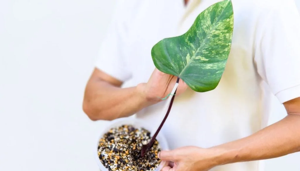 Philodendron Leaves Drooping? 8 Causes & Fix » Simplify Plants
