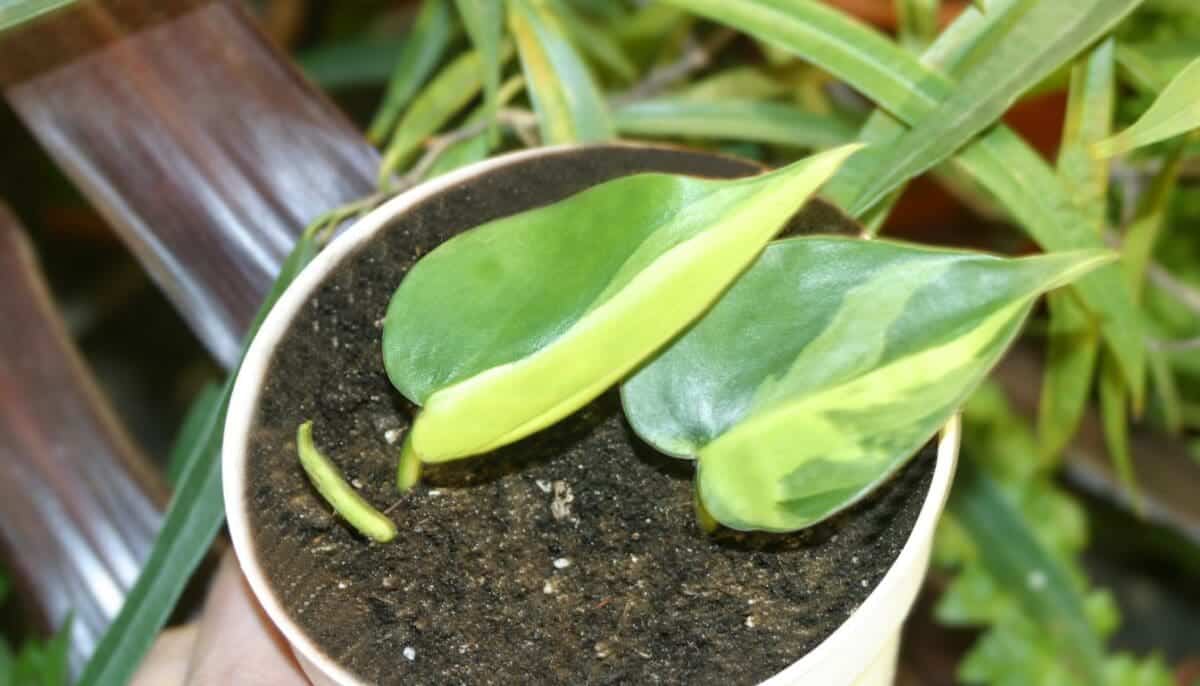 How To Propagate Philodendron Soil And Water Propagation Simplify