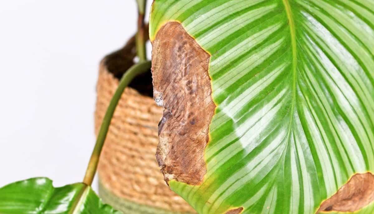 Philodendron Light Requirements: Direct Sun, Low Light Or Shade ...