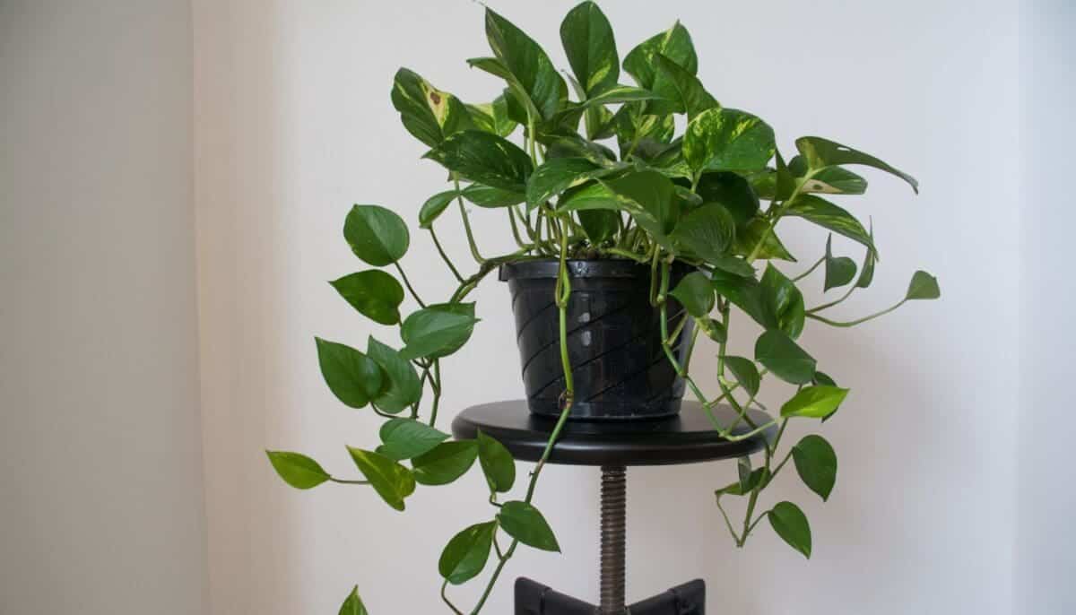 9 Common Problems In Pothos Plant: (Fixing Problems+Care Guide ...