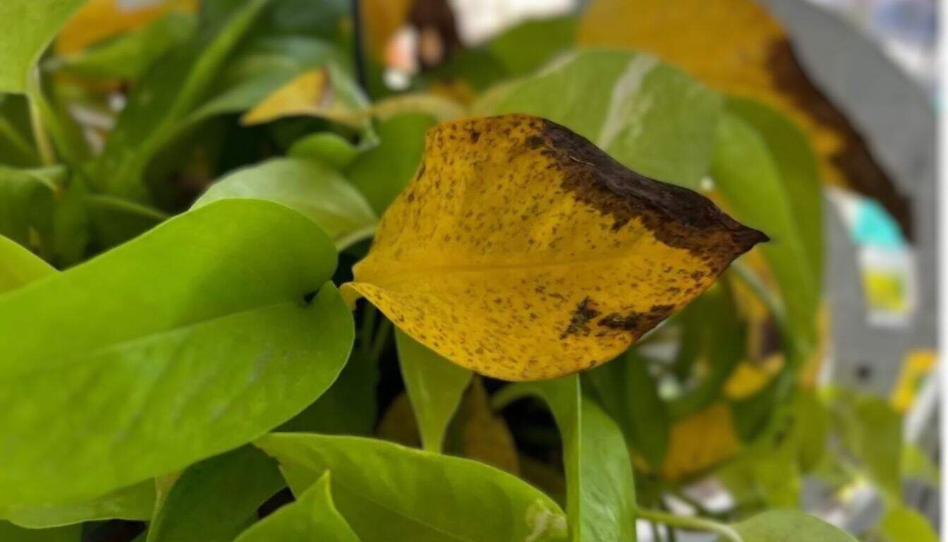 Pothos Dying? 8 Ways To Save Your Dying Pothos! » Simplify Plants