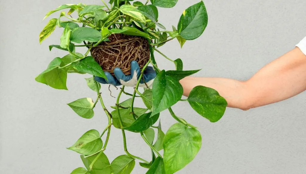 Your Pothos Not Growing? 10 Reasons Why » Simplify Plants
