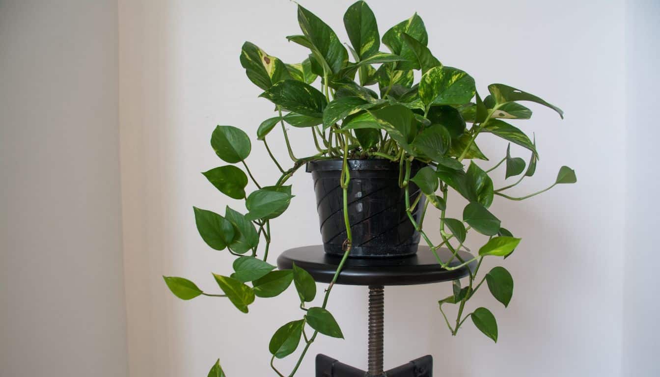 Where To Put Pothos Plant? (Best Spot+Things To Know) » Simplify Plants