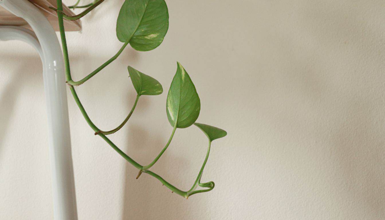 10 Tips To Make A Pothos Climb: Simple Tricks For Stunning Indoor Vines ...