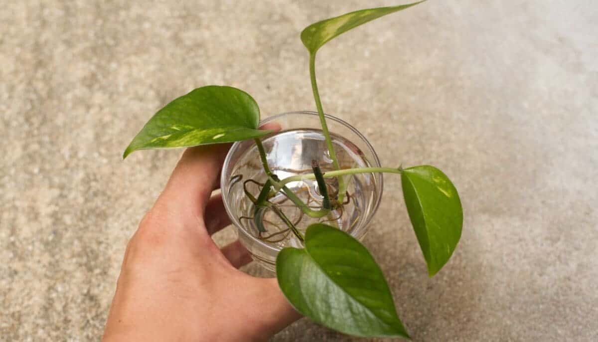 Pothos Plant Care Guide: Most Variety Thrives With These Simple Tips ...