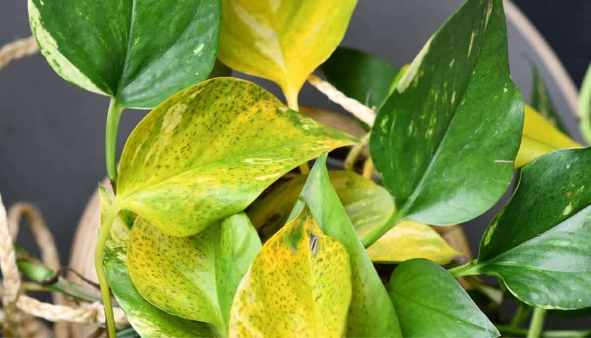 The Best Soil Mix For Pothos? 9 DIY Soil Mix From My Experience ...