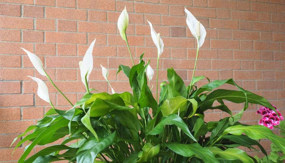 Where Should Peace Lily Be Placed? (Ideal Spot+Placement Tips ...