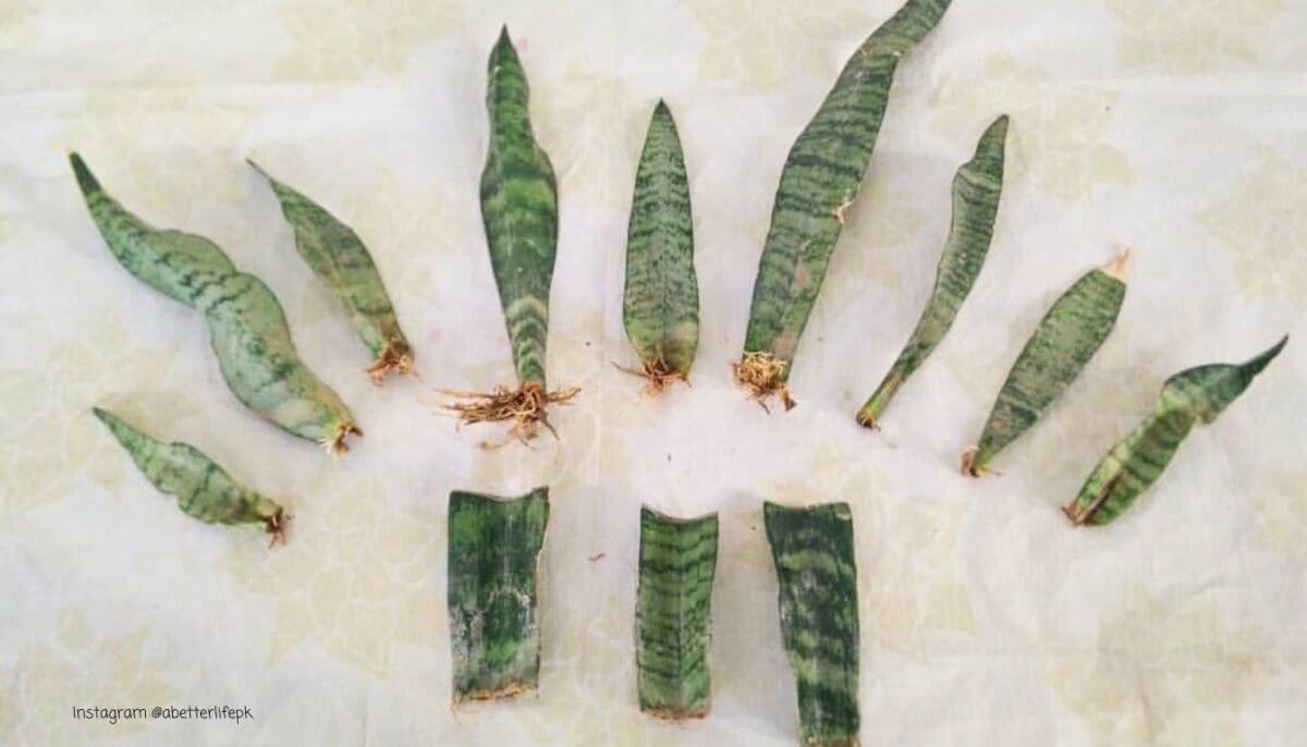 How To Propagate Snake Plant? (A Step-by-Step Guide+Tips) » Simplify Plants