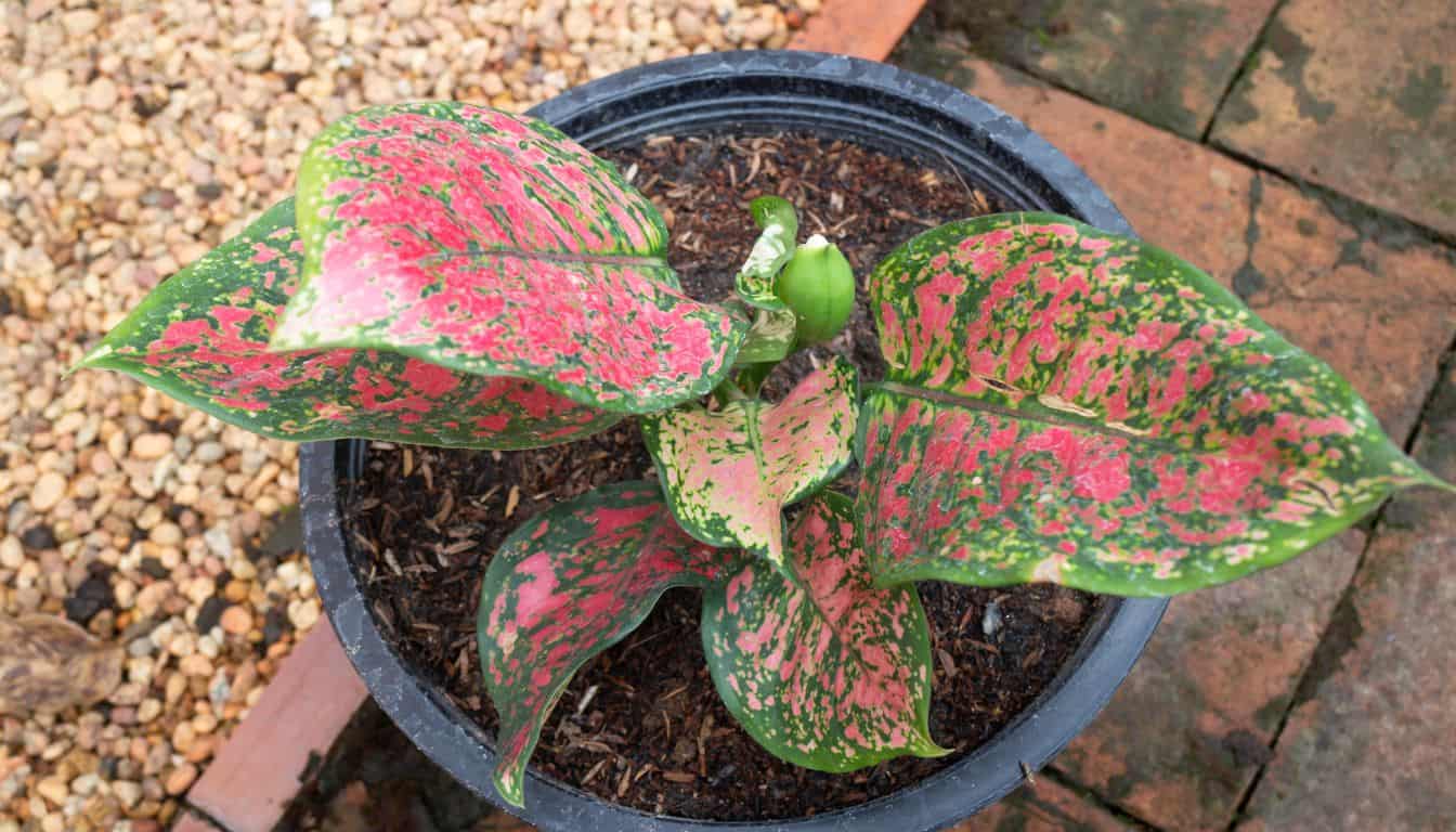 Do Chinese Evergreen Bloom? (How Often+Why Not) » Simplify Plants
