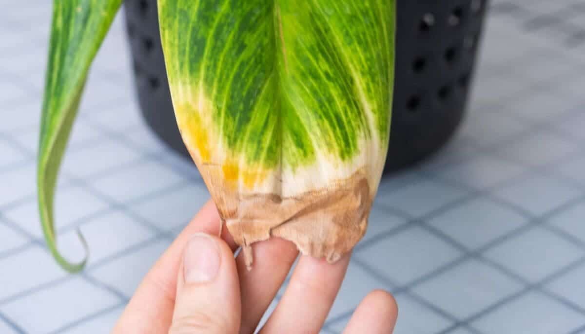 Why Is My Indoor Plant Dripping Water? (Guttation Or Dew) » Simplify Plants