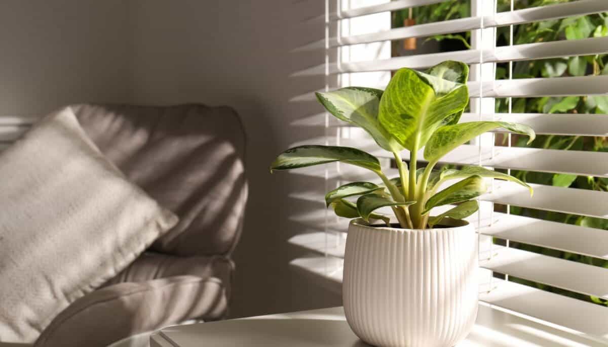 Lighting Conditions For Chinese Evergreen: Low Light, Bright Light Or ...
