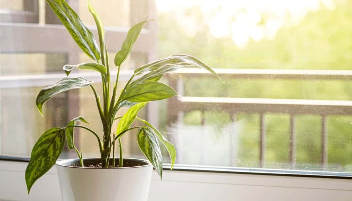 Why Are My Indoor Plants Drooping? (Possible Problems+Solution ...