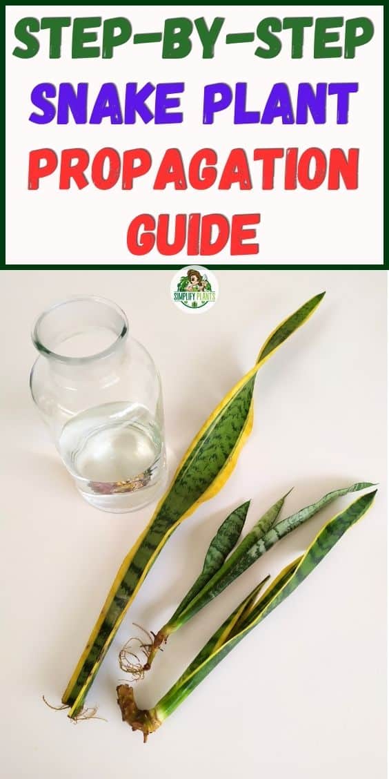 How To Propagate Snake Plant? (A Step-by-Step Guide+Tips) » Simplify Plants