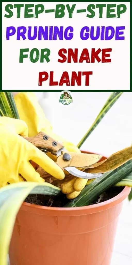 How To Prune Snake Plant Leaves? (A Step-by-Step Guide) » Simplify Plants