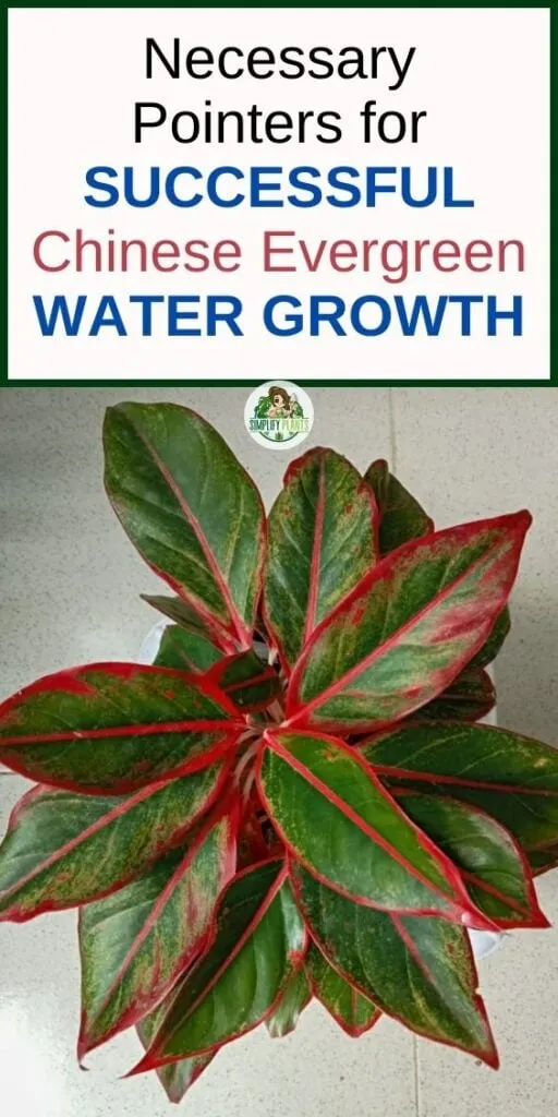 Can Chinese Evergreen Grow In Water? (+How To) » Simplify Plants