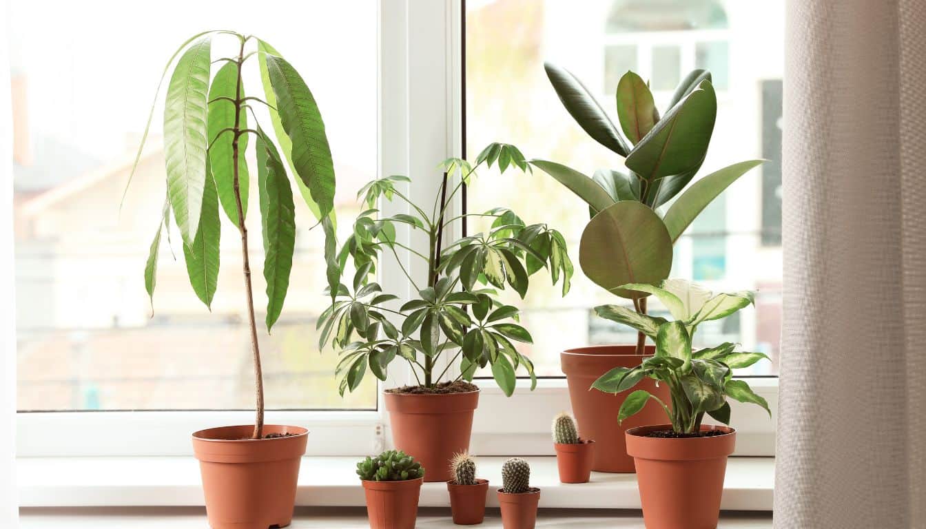 Polkadot Plant Care Guide: Easy Tips For A Thriving Plant! » Simplify ...