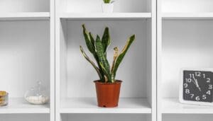 Snake Plant Light Requirements: Direct Sun, Low Light Or Bright ...