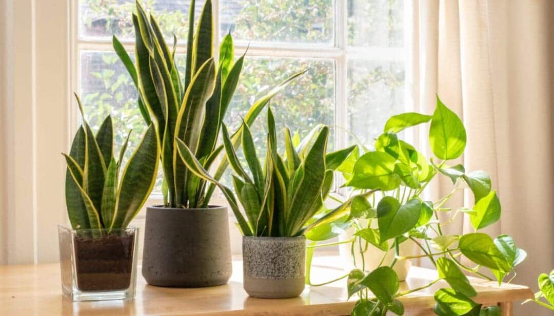 Can I Put My Snake Plant Outside? (+How To Move) » Simplify Plants