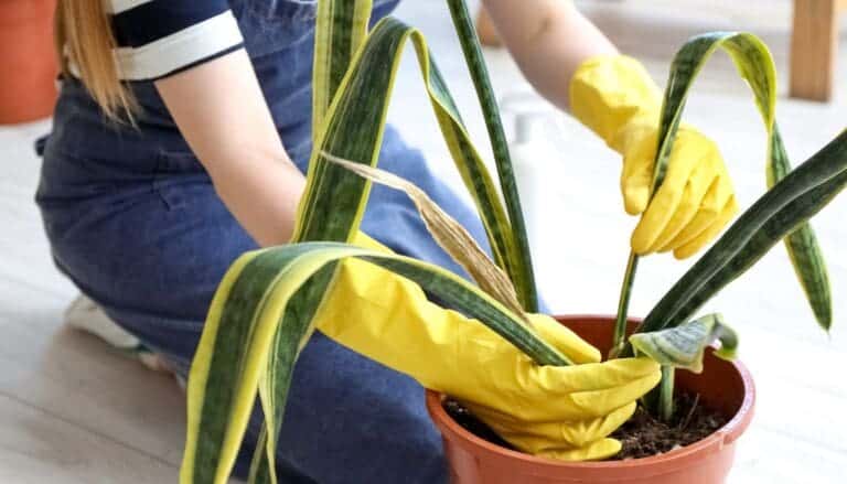 How To Prune Snake Plant Leaves? (A Step-by-Step Guide) » Simplify Plants