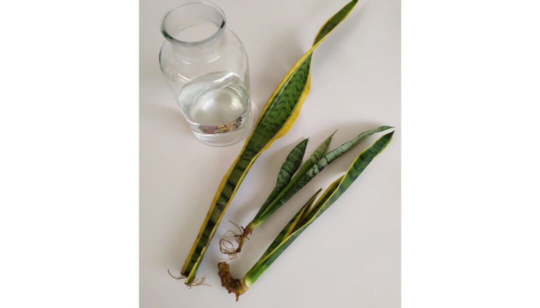 How I Filled My Home With Plants Without Breaking The Bank: 24 Unique ...