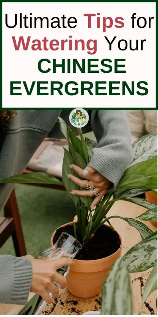 How Much Should I Water My Chinese Evergreen? (How Often+Summer ...