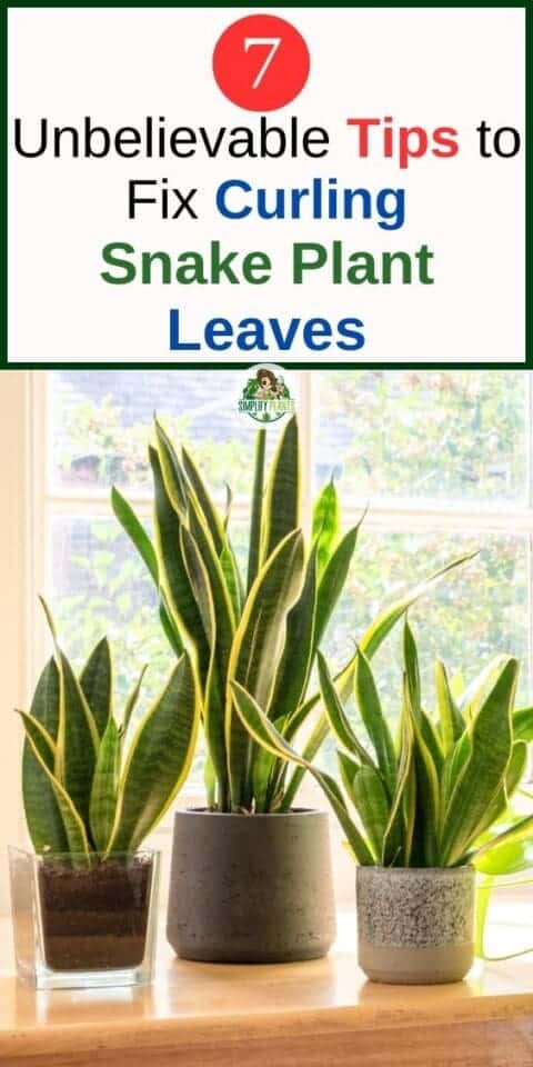 5 Reasons Why Your Snake Plant Leaves Are Curling » Simplify Plants