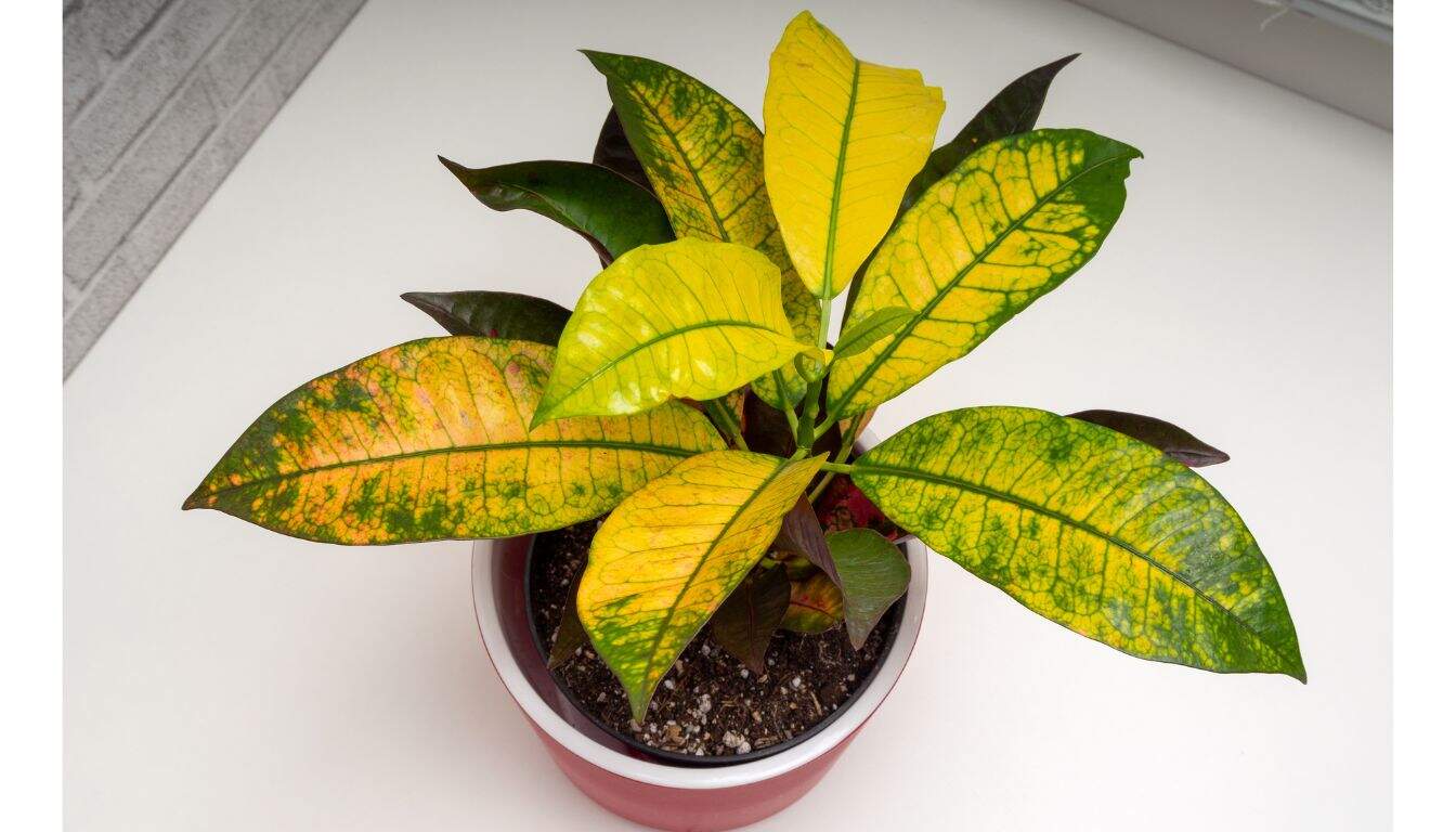7 Reasons Why Your Croton Is Turning Yellow » Simplify Plants