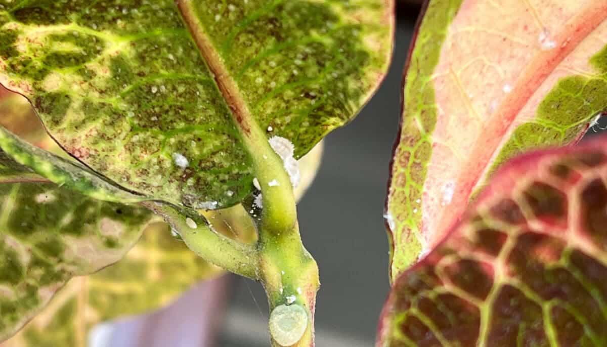 8 Reasons Why Your Croton Is Wilting(+Easy Fix) » Simplify Plants