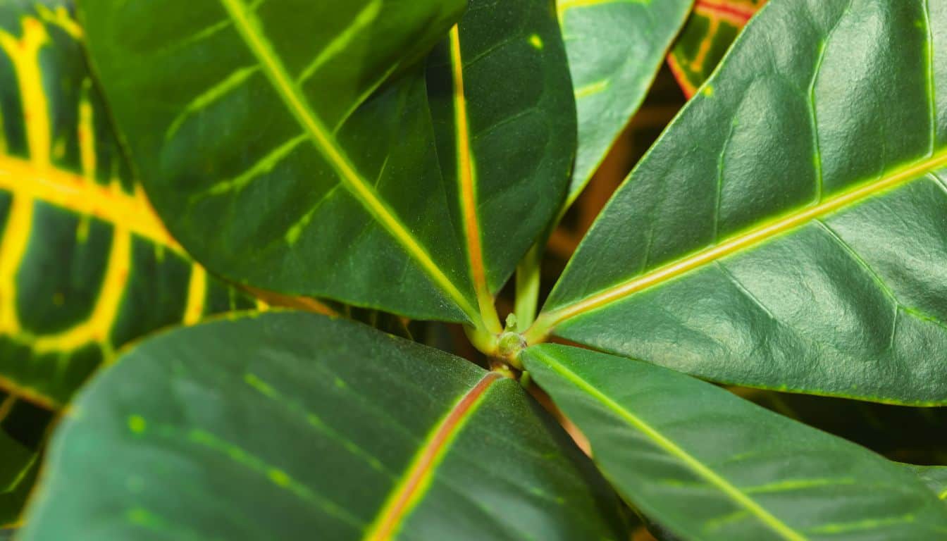 5 Reasons Why Your Croton Leaves Are Turning Green » Simplify Plants