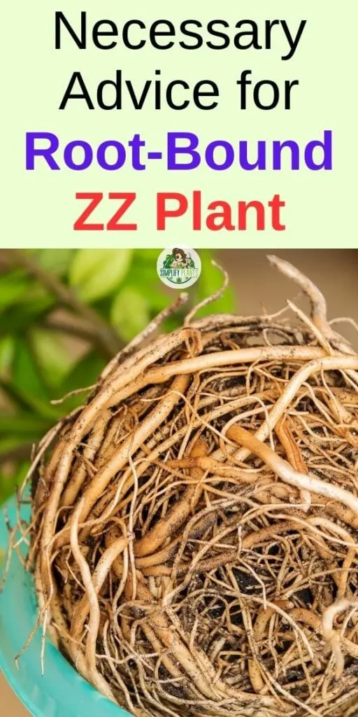 Does ZZ Plant Like To Be Root Bound? (Signs+When To Repot) » Simplify ...