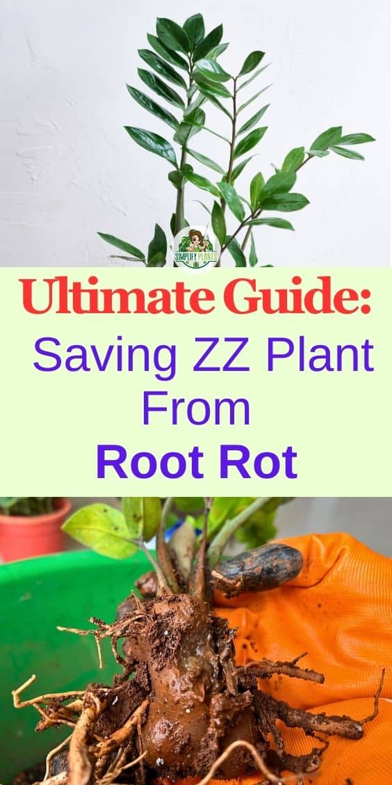 Root Rot In ZZ Plant: 5 Causes & How To Save » Simplify Plants