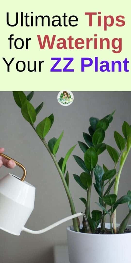 ZZ Plant Watering Guide: How Much, How Often & More! » Simplify Plants