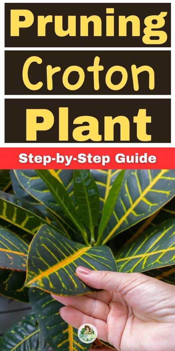 How To Prune Croton Plant? (When+Step-by-Step Guide) » Simplify Plants