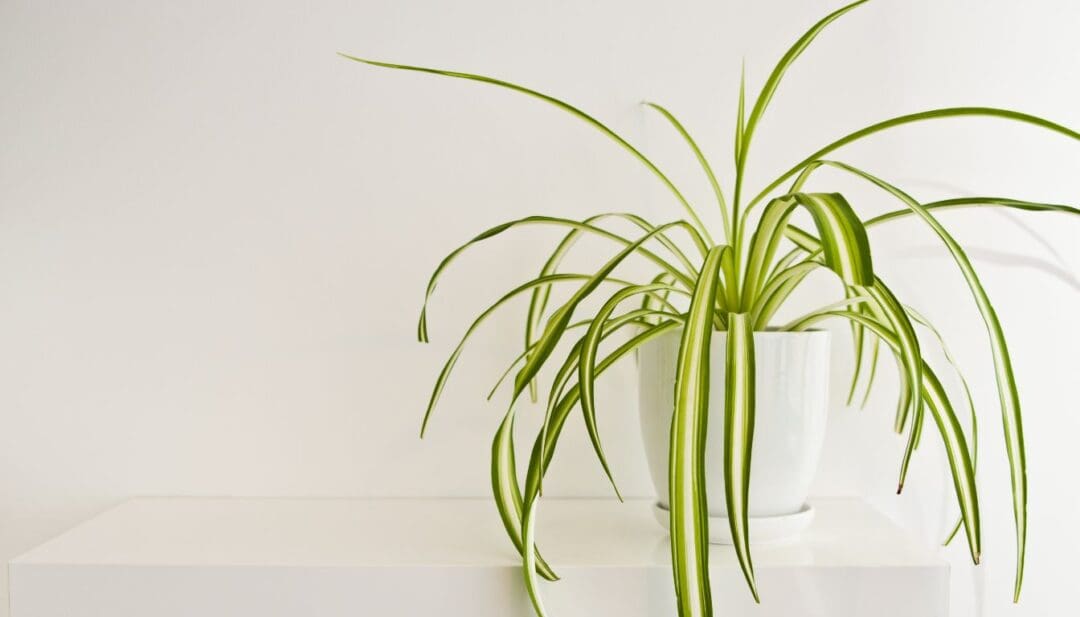 4 Signs Your Houseplant Is Too Cold And How To Help It Thrive ...