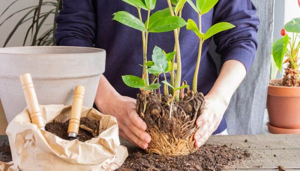 Root Rot In ZZ Plant: 5 Causes & How To Save » Simplify Plants