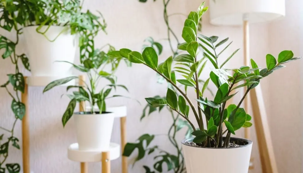 7 Reasons Why Your ZZ Plant Is Drooping » Simplify Plants