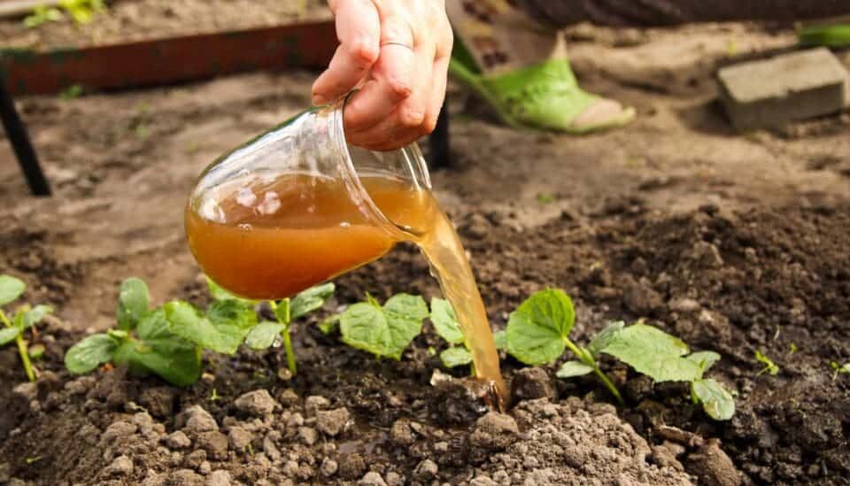 11 Homemade Liquid Fertilizer Teas You Can Brew For A Lush Garden ...