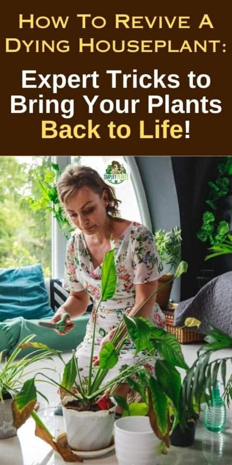 How To Revive A Dying Houseplant: Expert Tricks To Bring Your Plants ...