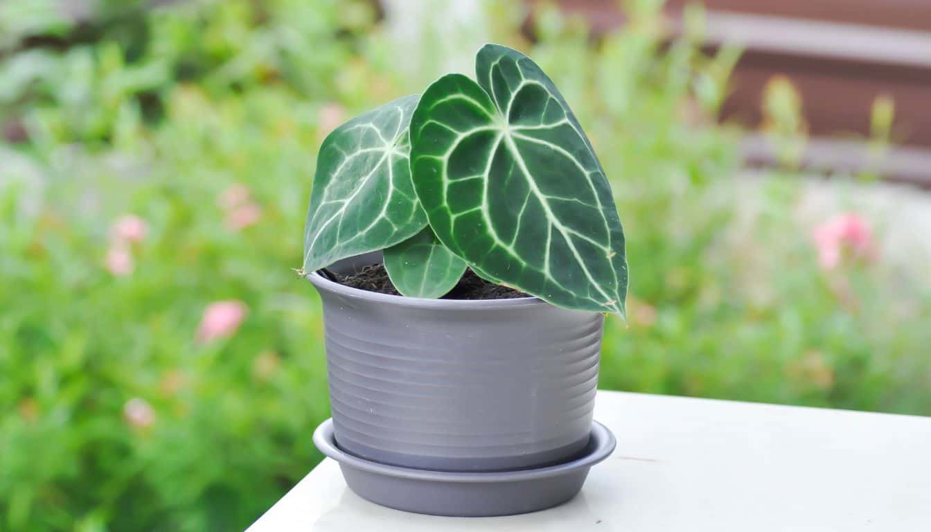 Moving Houseplants Outdoors For Summer: Thrive In The Sunshine ...