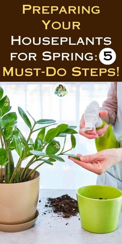 Preparing Your Houseplants For Spring: 5 Must-Do Steps! » Simplify Plants