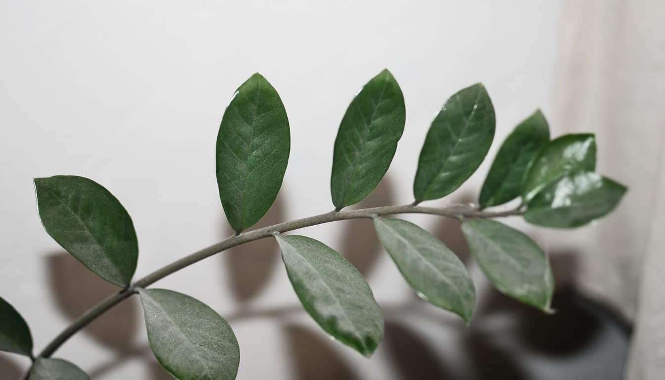 Best Plants Picks » Simplify Plants